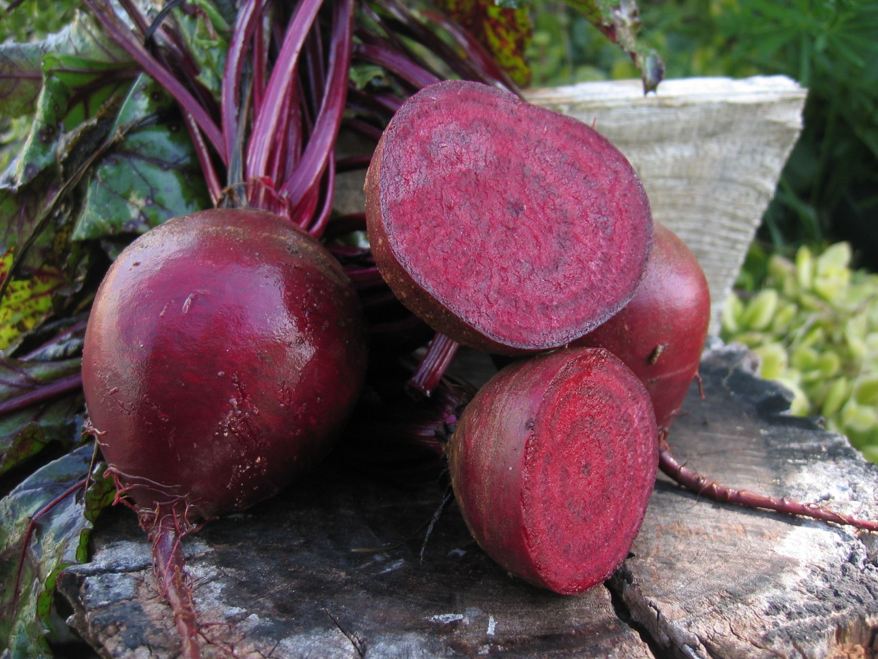 Edible beet seed - Pablo - Elsoms Seeds - red / round