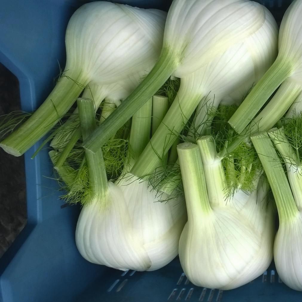 Early fennel seed - Dragon - Elsoms Seeds