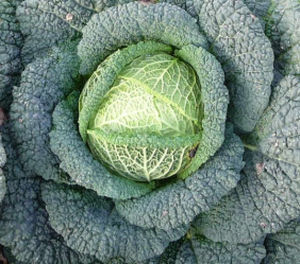 Autumn cabbage seed - Bejo 3052 - Elsoms Seeds
