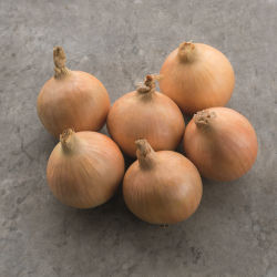 Yellow onion seed - Hyway - Elsoms Seeds