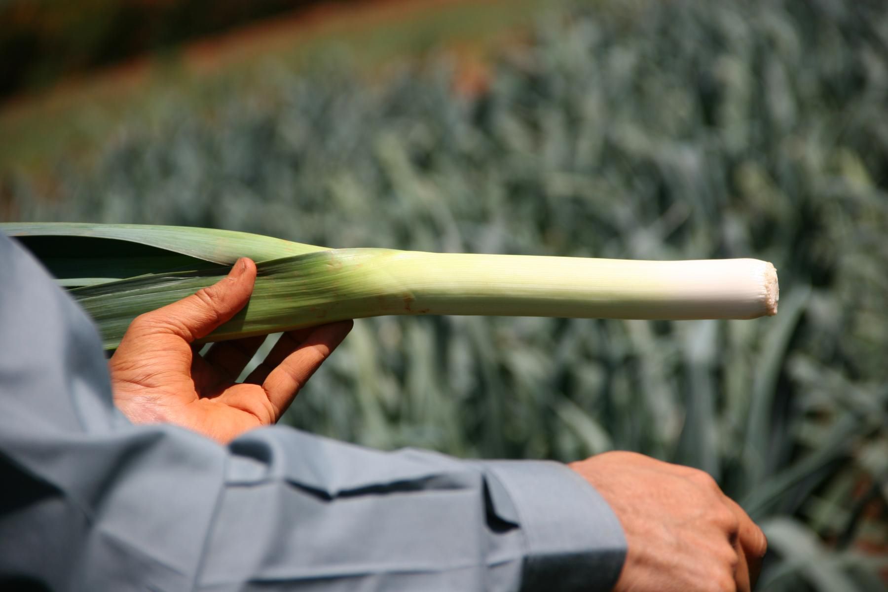 Leek seed - Lancelot - Elsoms Seeds