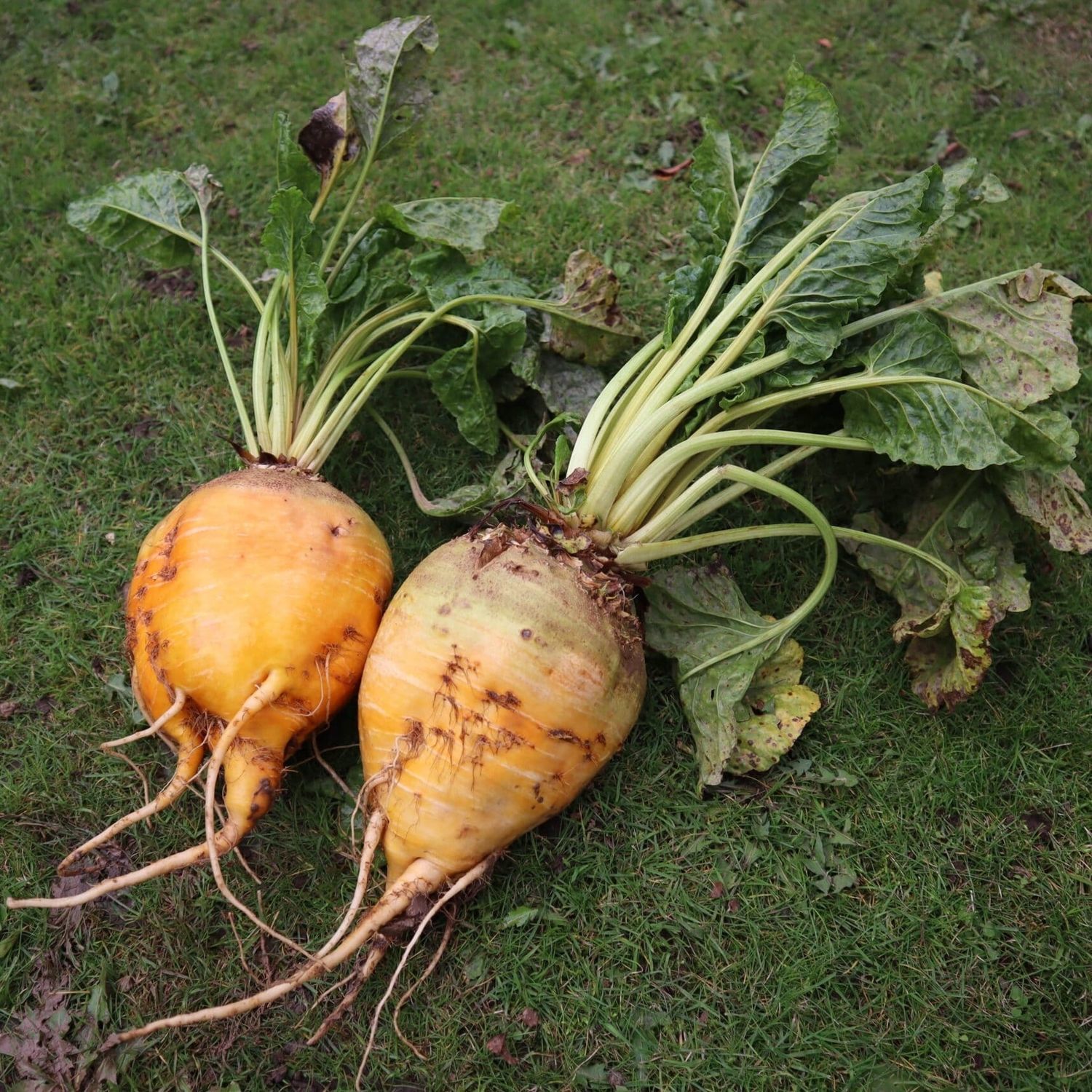 Fodder beet seed - Lempa - Elsoms Seeds - conical