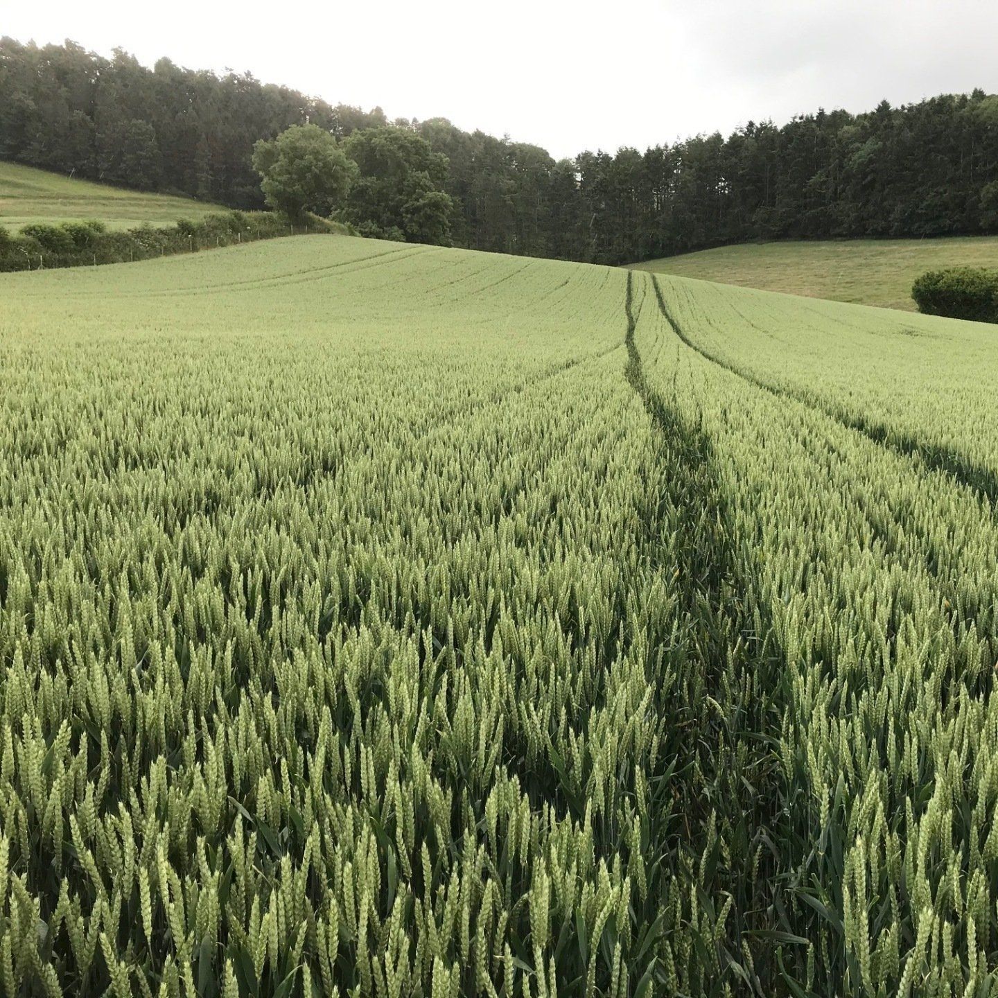 Winter wheat seed - SCOUT - Senova - early / rust resistant