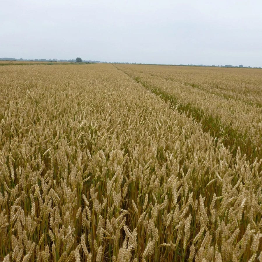 Spring wheat seed - MULIKA - Senova - early / powdery mildew resistant ...