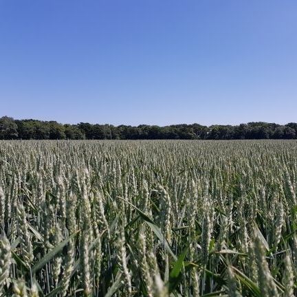 Spring wheat seed - HEXHAM - Senova - late / rust resistant / powdery ...