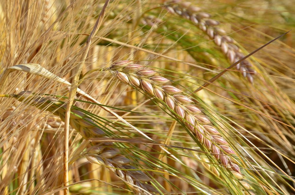 Spring barley seed - FLORENCE - Senova - early / rust resistant ...