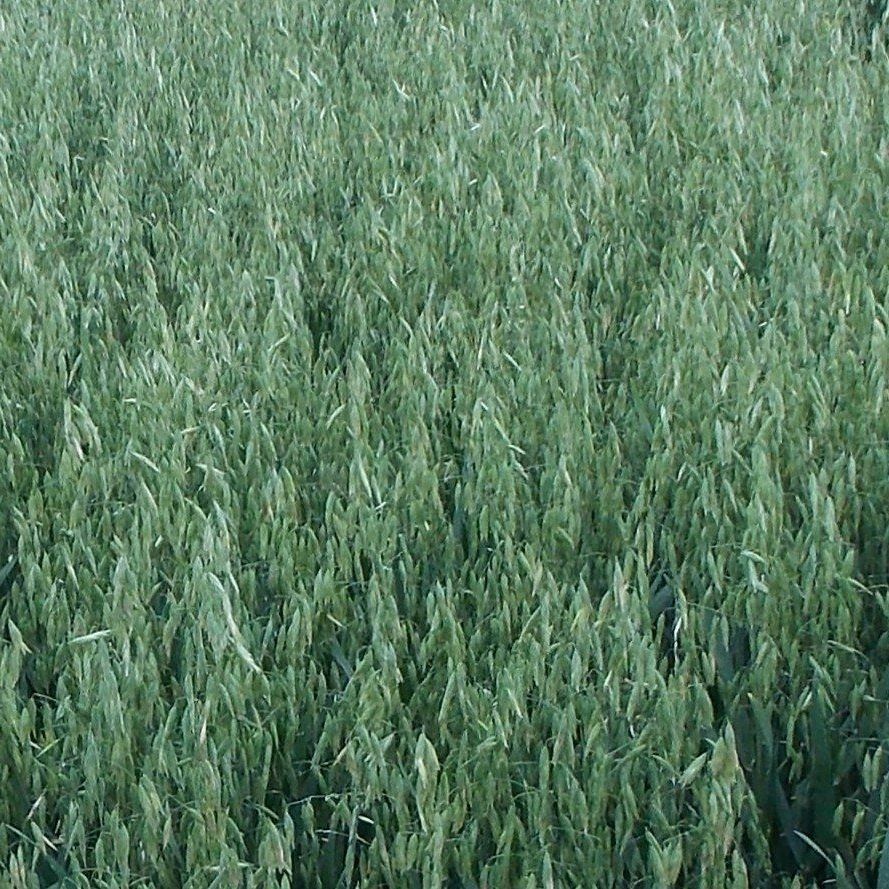Winter oat seed - FUSION - Senova - rust resistant / powdery mildew ...
