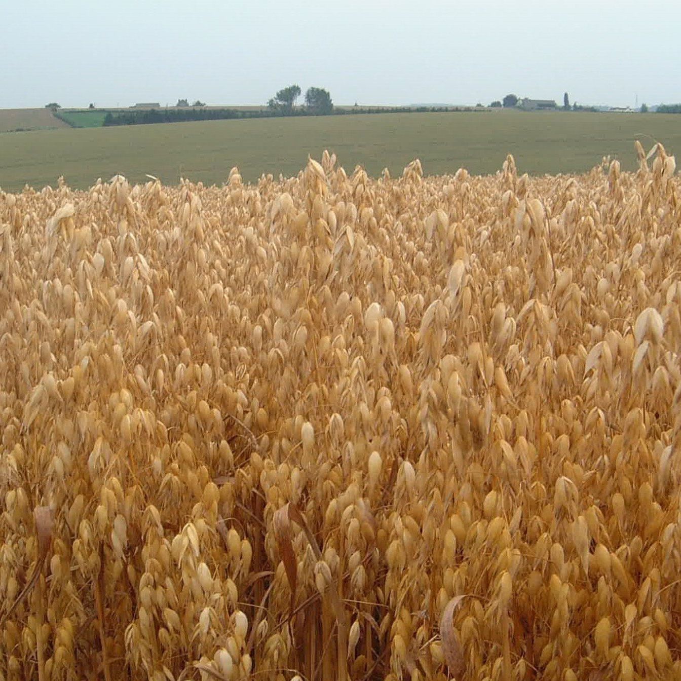 Spring oat seed - LENNON - Senova - powdery mildew resistant / rust ...