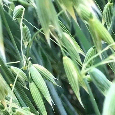 Spring oat seed - ASPEN - Senova - early / rust resistant / powdery ...