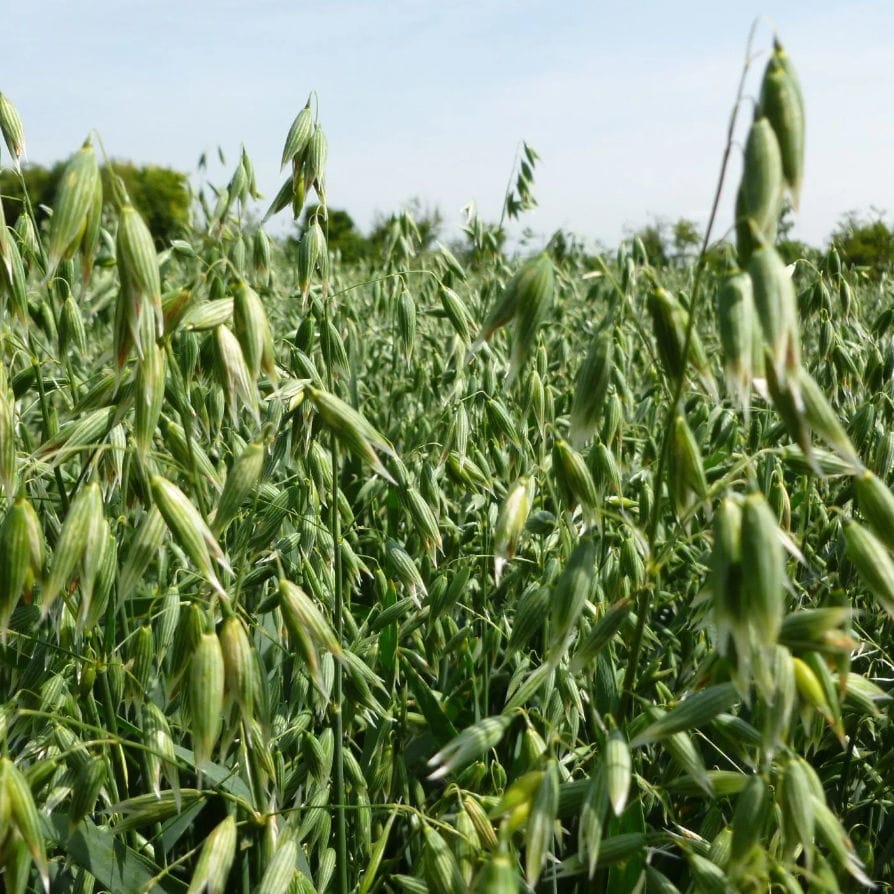 Spring oat seed - CONWAY - Senova - early / rust resistant / powdery ...