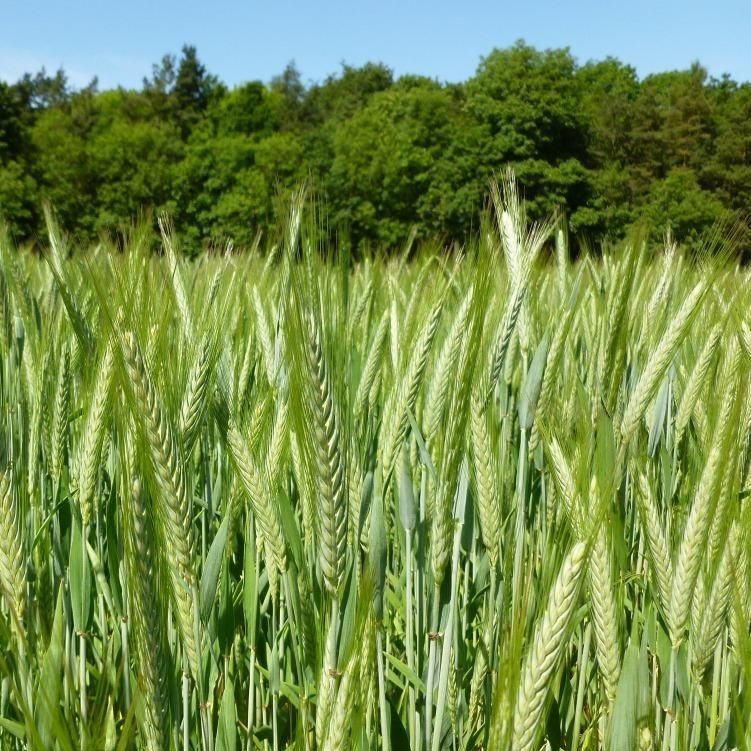 Winter triticale seed - AGOSTINO - Senova - early / rust resistant ...