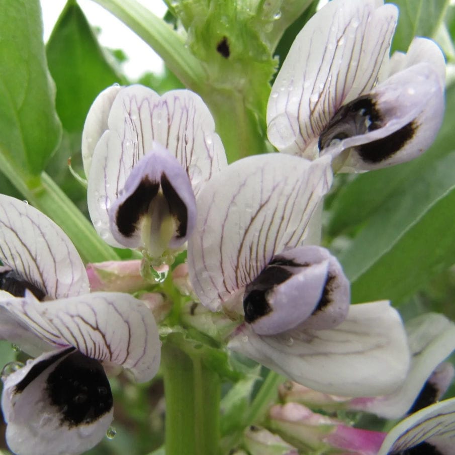 Winter field bean seed - BUMBLE - Senova - early