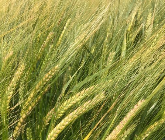 Spring barley seed - CADIZ - Senova - early / rust resistant / powdery ...