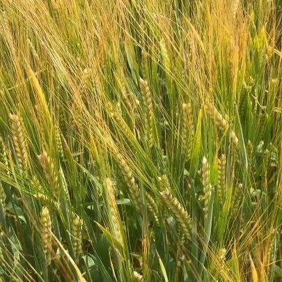 Spring barley seed - FAIRWAY - Senova - early / rust resistant ...