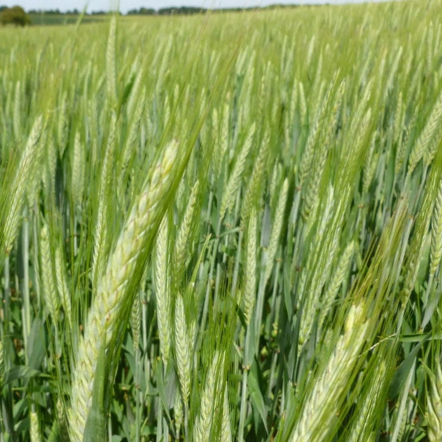 Winter triticale seed - TENDER PZO - Senova - early / rust resistant