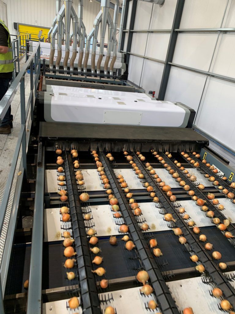 Optical sorter - MAF RODA - Tong Engineering - vegetable / potato / garlic