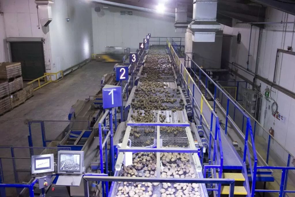 Carrot grader - Tong Engineering - roller / automatic