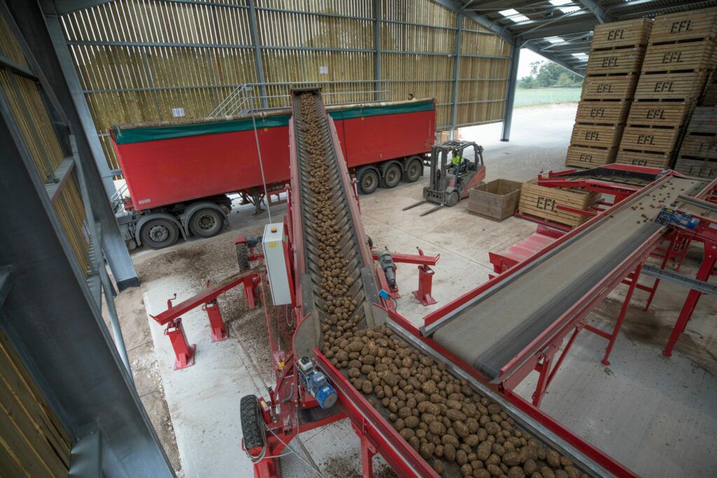 Potato elevator - EasyLoad - Tong Engineering - for carrots / for onions / belt