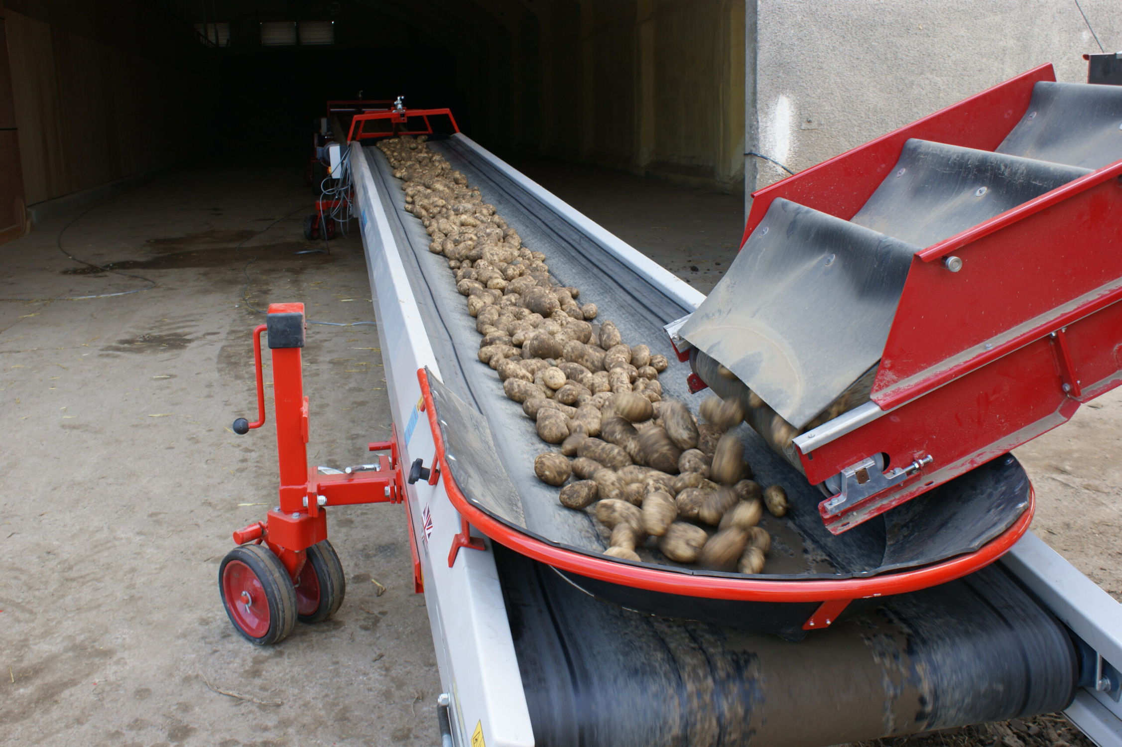 Potato conveyor - Tong Engineering - for carrots / belt / flexible