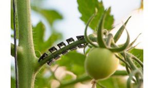 Plastic plant support clip - FlexTruss - Araymond - for tomatoes