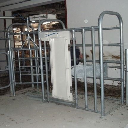 Cow sorting gate - FARMTEC a.s. - for calves / with weight detection