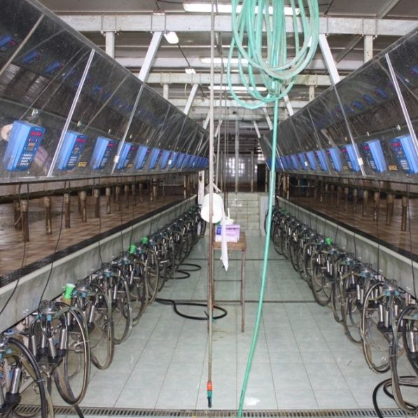 Cow milking parlor - FARMTEC a.s. - parallel