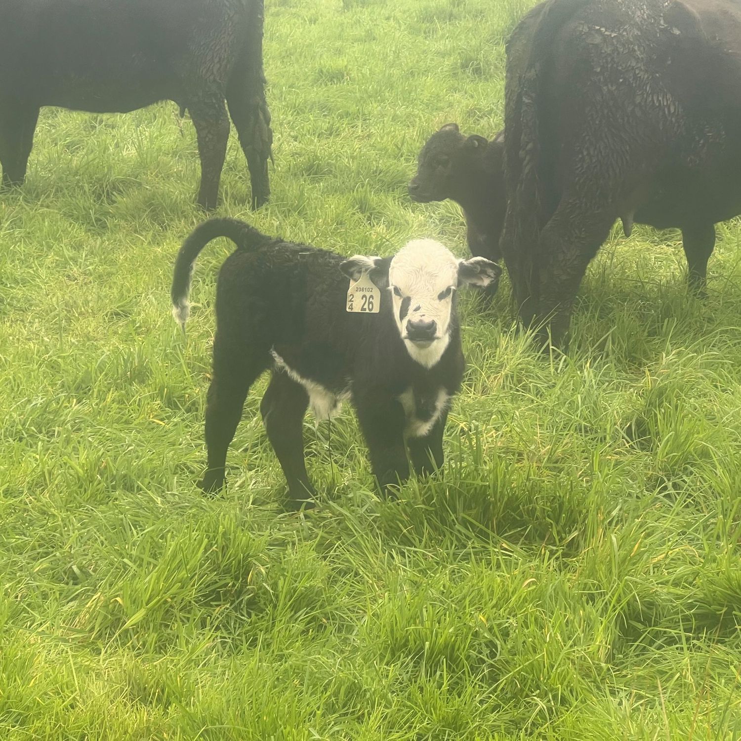 Sheep ear tag - Shearwell BOS XL female - Shearwell Data Ltd - goat ...