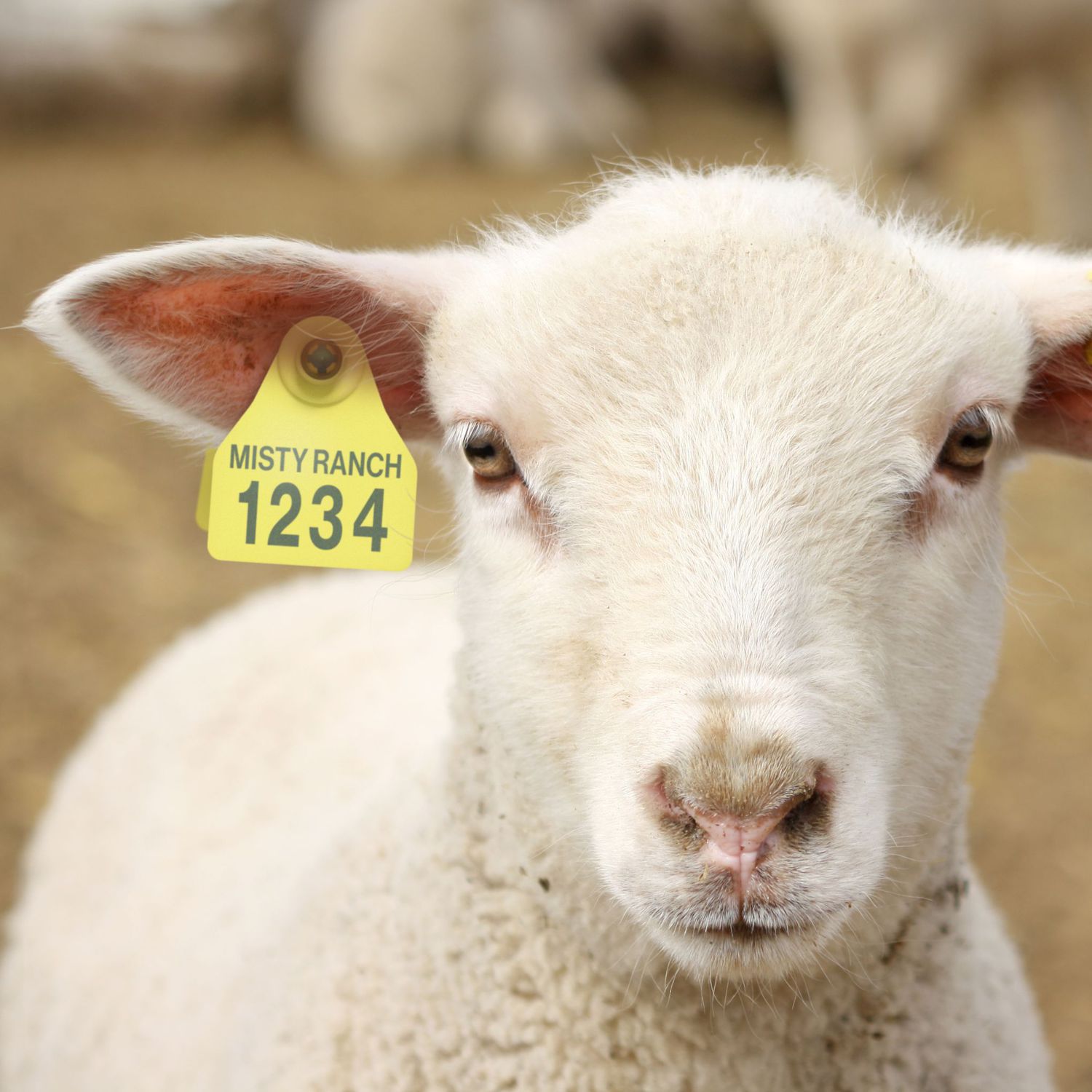 Sheep ear tag - Shearwell BOS Small female - Shearwell Data Ltd - goat ...