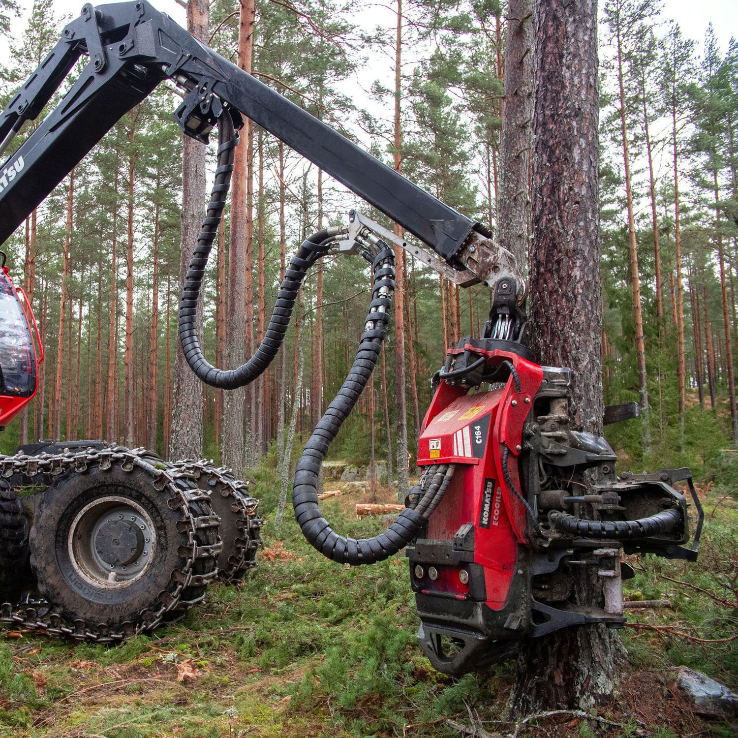 Forest thinning felling head - C164 - Komatsu Forest AB - with delimber