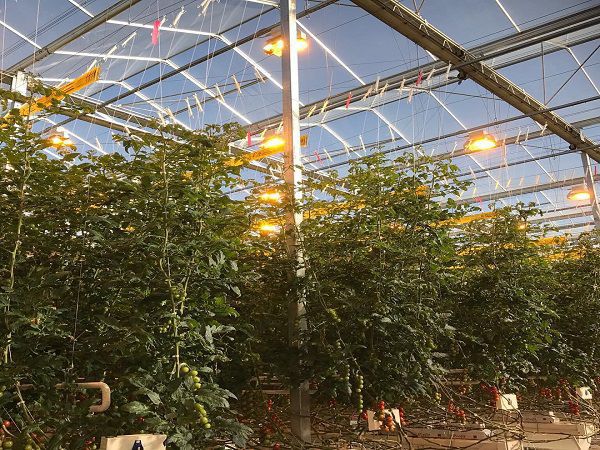 Greenhouse lighting system - Sunmax Greenhouse Technology Co., Ltd ...