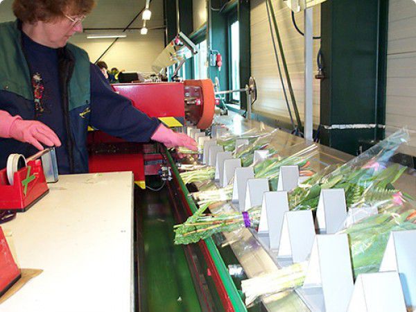Automatic binding machine - BTM T2300 flower processing line - Pack TTI ...