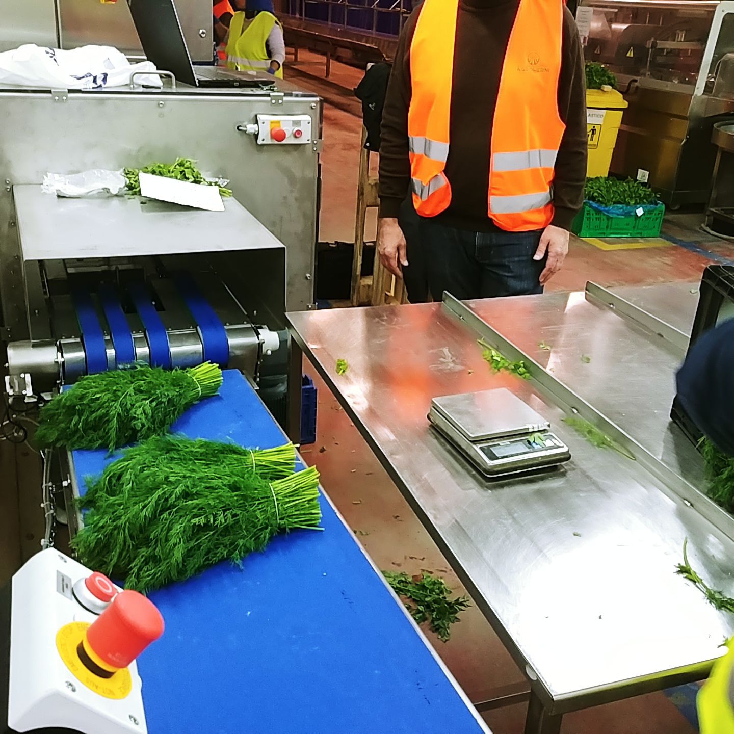 Herb processing line - Srotec K5000 - Pack TTI / Weber Cooling - for ...