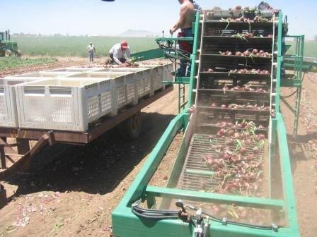 Onion harvester - Nicholson Machinery Ltd. - trailed