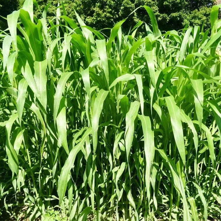 Sorghum fodder - CREA - Semences de Provence - for animal feed / for ...