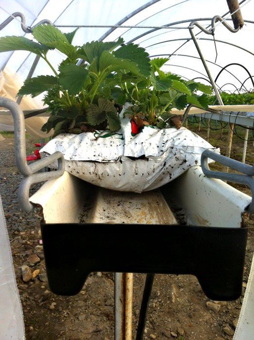 Soilless system - Osprey Tunnels Ltd