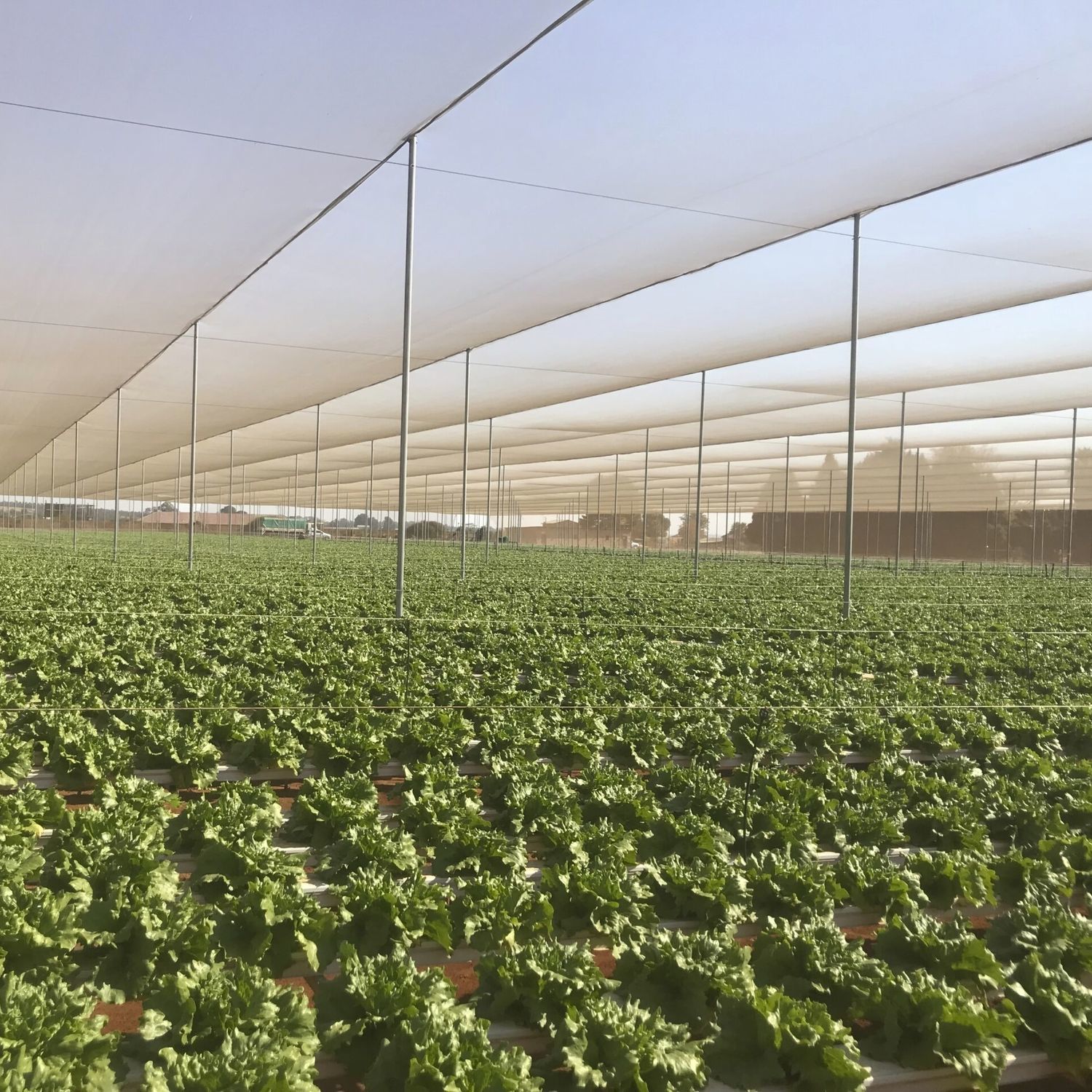 Tube hydroponic system - Osprey Tunnels Ltd - indoor