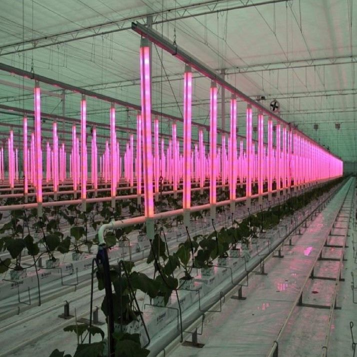 Greenhouse lighting system - Osprey Tunnels Ltd - vertical growth ...