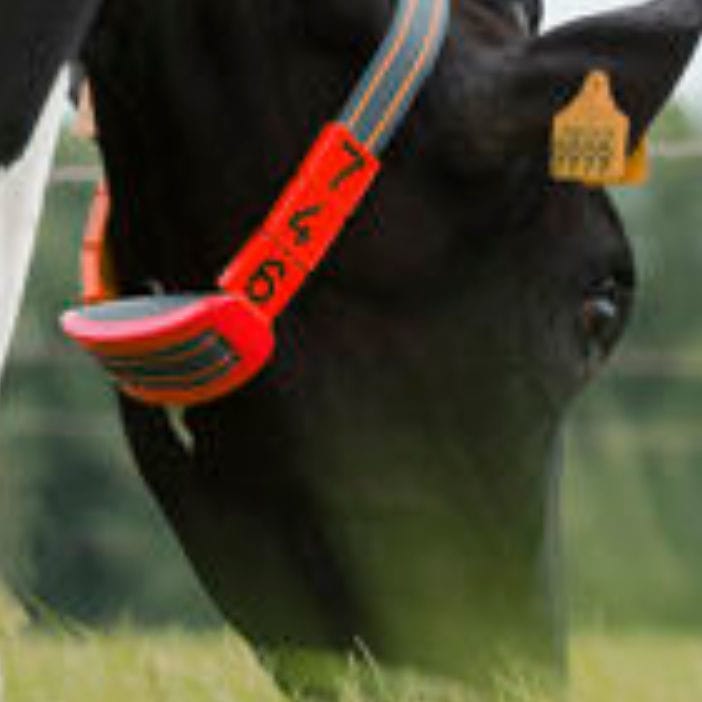 Identification collar - Pearson International - neck / electronic / for ...