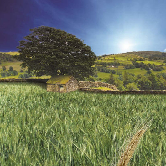 Early triticale seed - Brehat - Florimond Desprez - rust resistant ...