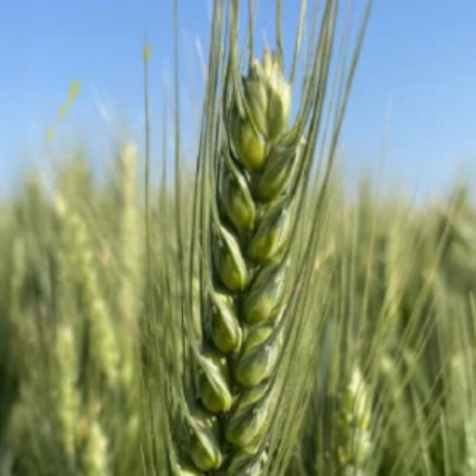 Early wheat seed - Academy - Florimond Desprez - winter / rust ...