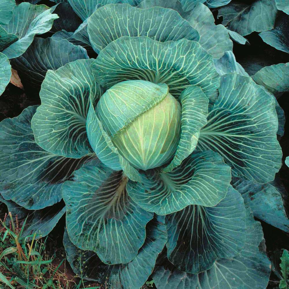 Autumn cabbage seed - Kilaton - thompson-morgan - hybrid