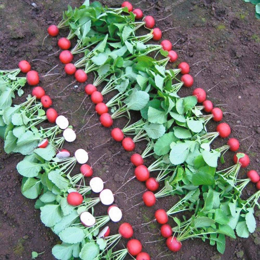 Summer radish seed - Vienna - thompson-morgan - hybrid