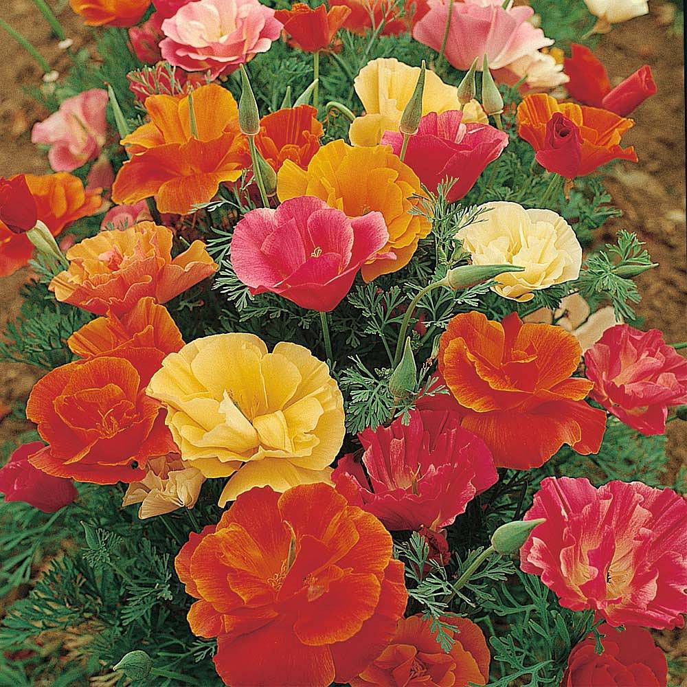Annual floral seed - Californian Poppy - thompson-morgan - orange / red ...