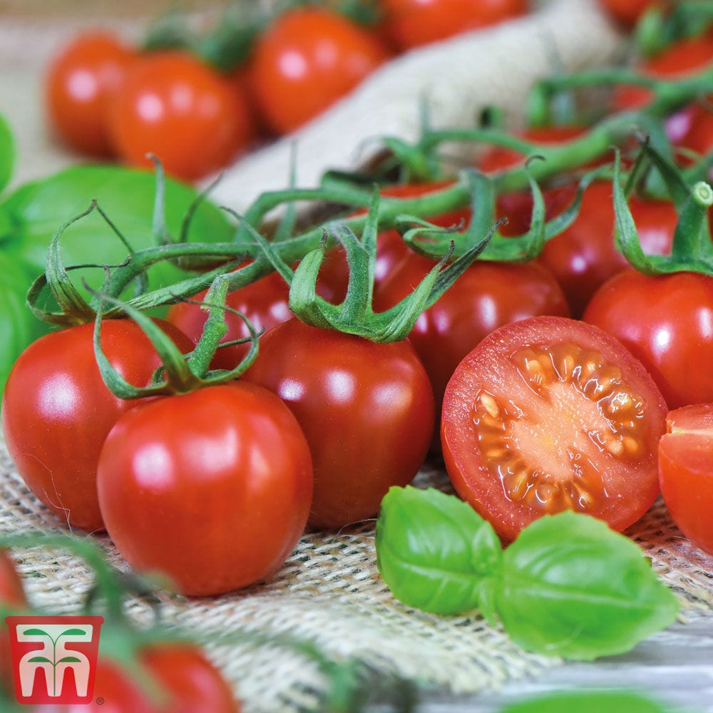 Red cherry tomato - Rubylicious - thompson-morgan - round / for ...