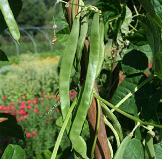 Early bean seed - LHR101 - Le Biau Germe - summer / biological / green