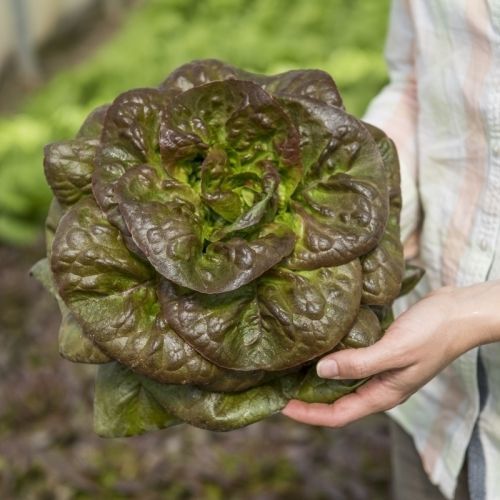 Early lettuce seed - RAFALE - BIO - essembio - spring / biological