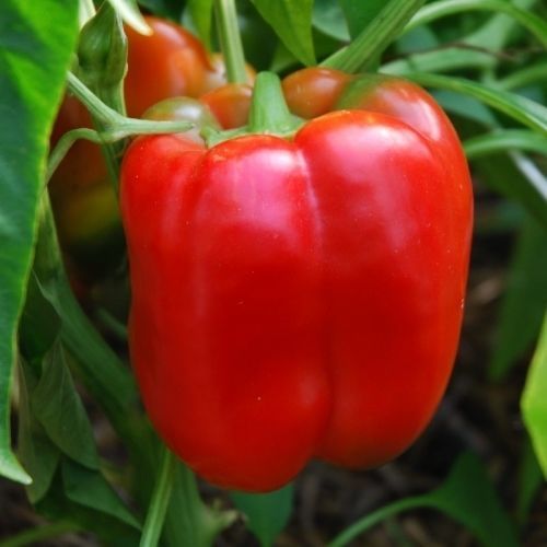 Summer pepper seed - JUMBO STUFF (still) - essembio - biological