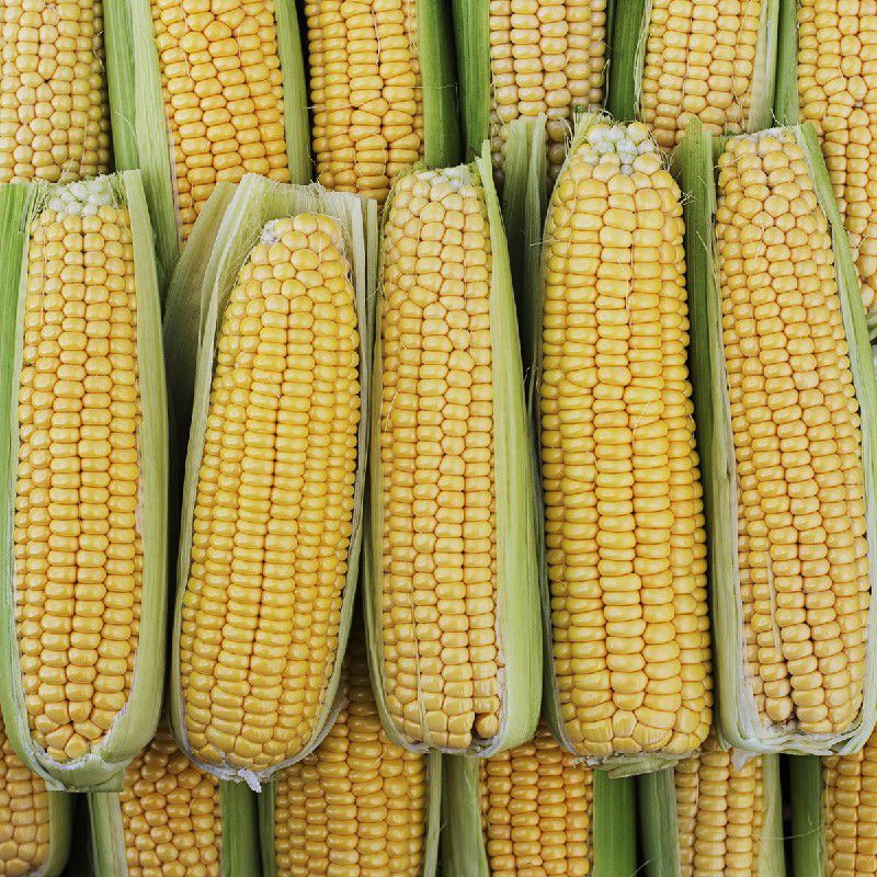 Medium early corn seed - MEZDI KS - SATIVA - summer / grain / biological