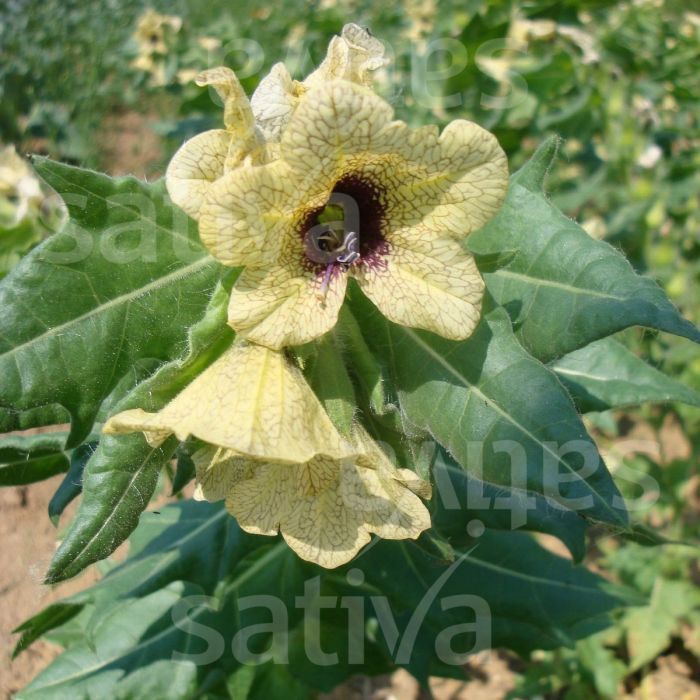 Biennial floral seed - hp46 - SATIVA - white / to cut