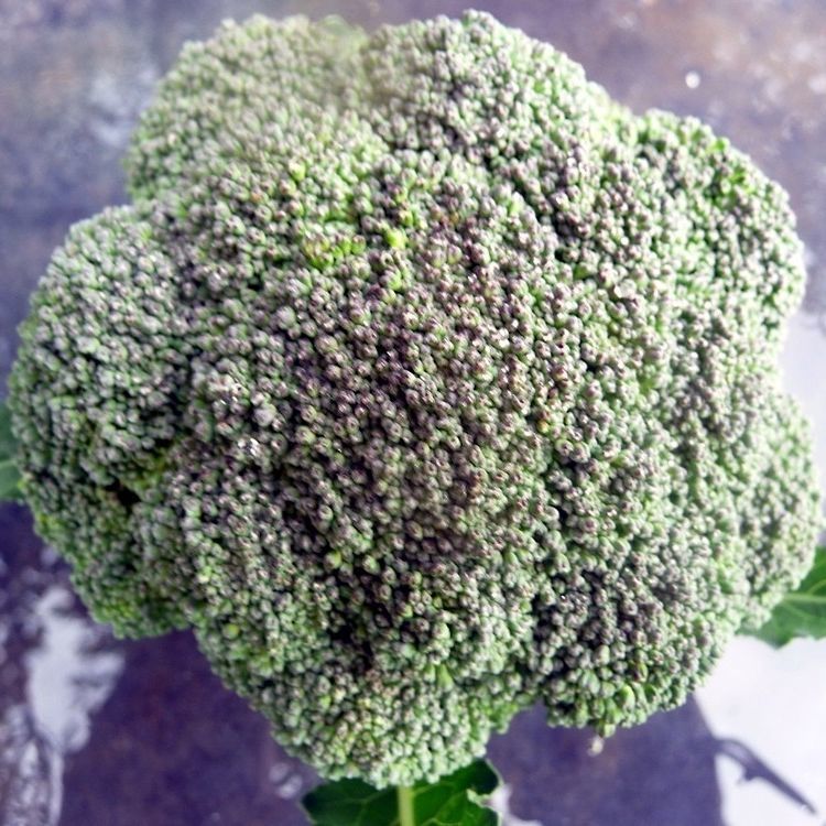 Early brocoli seed - Greenbelt F1 - Atypyc - leaf blight resistant ...